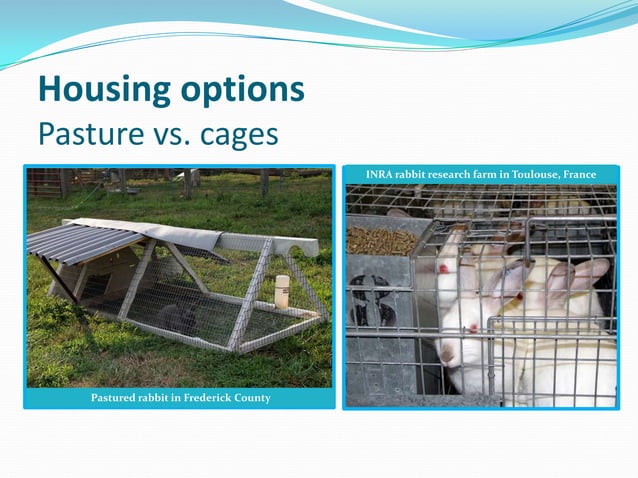 Rabbit production | PPTX | Zoos & Aquariums | Attractions