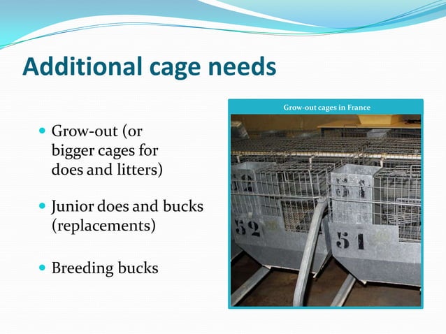 Rabbit production | PPTX | Zoos & Aquariums | Attractions