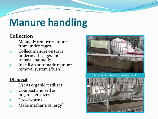 Rabbit production | PPTX | Zoos & Aquariums | Attractions