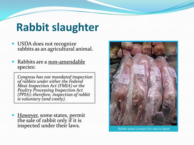 Rabbit production | PPT