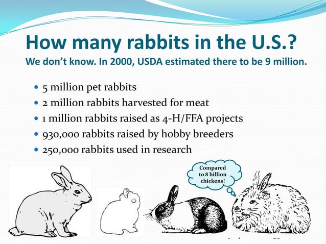 Rabbit production | PPTX | Zoos & Aquariums | Attractions