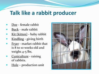 Rabbit production | PPTX