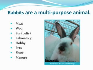 Laboratory Rabbits Pelts