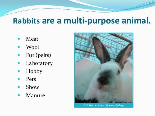 Rabbit production