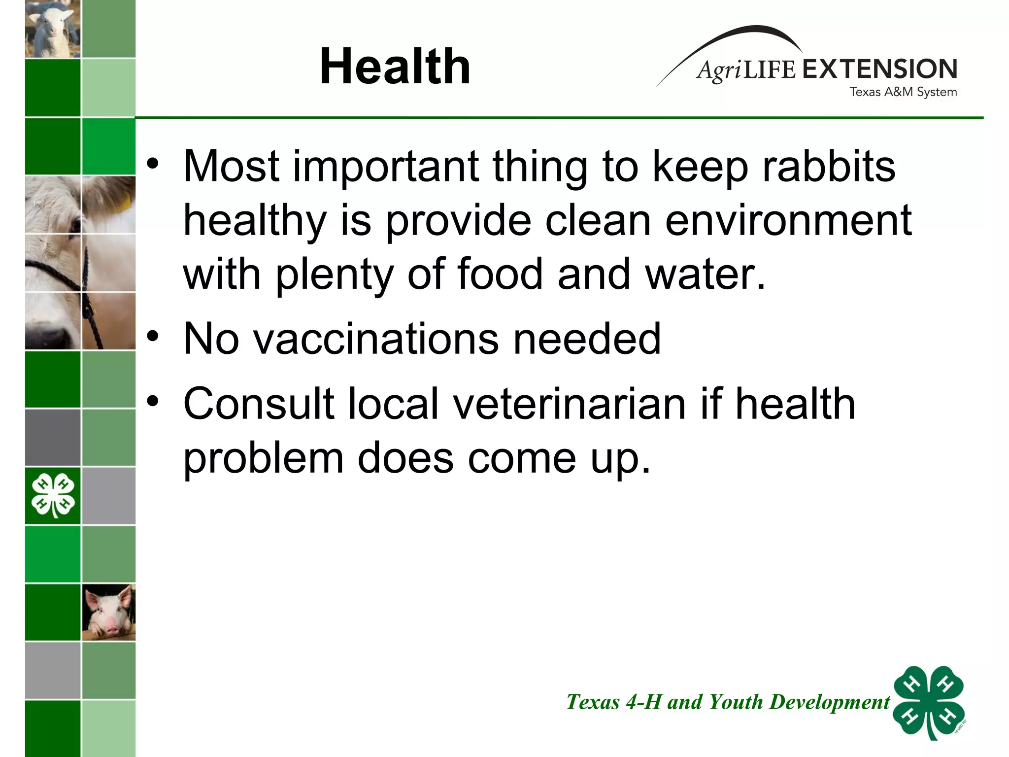 Rabbitprogram Essentials | PPT | Pets