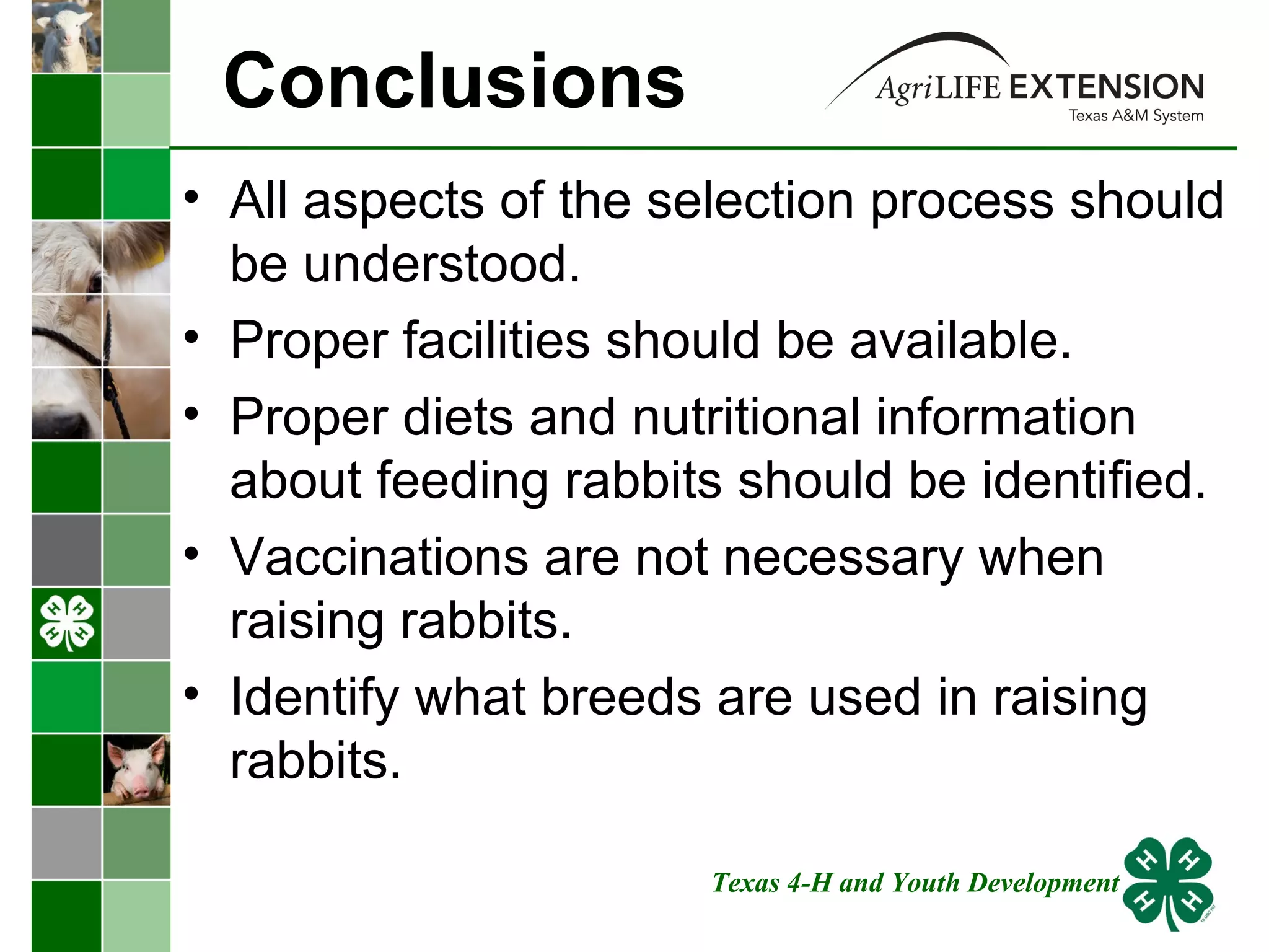 Rabbitprogram Essentials | PPT | Pets