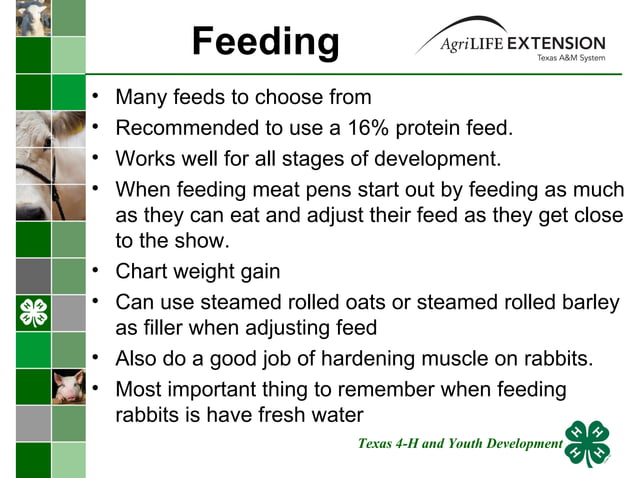 Rabbitprogram Essentials | PPT | Pets