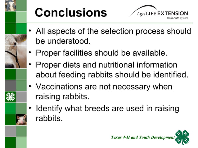 Rabbitprogram Essentials | PPT | Pets