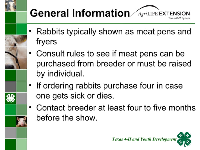 Rabbitprogram Essentials | PPT