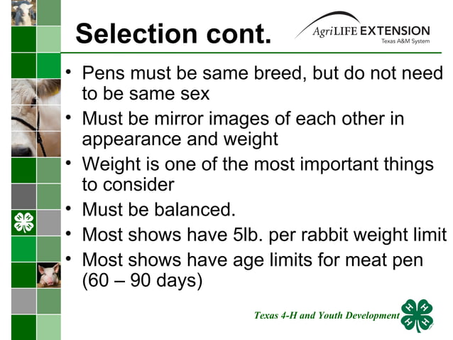 Rabbitprogram Essentials | PPT | Pets