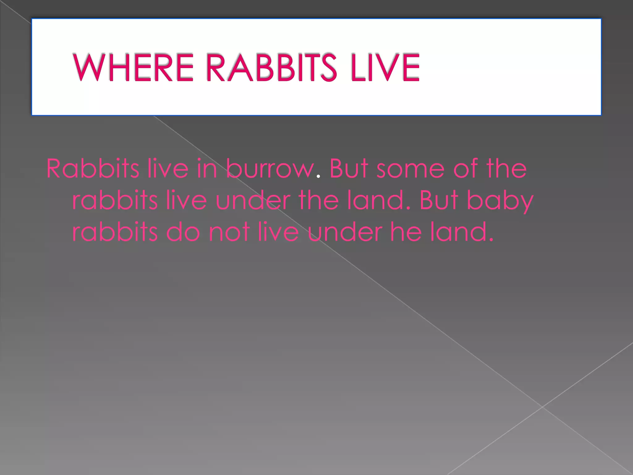 Rabbits | PPT