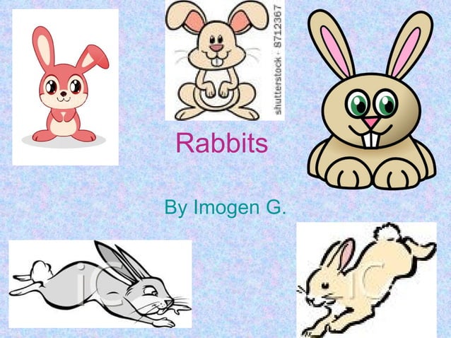 Rabbits | PPT
