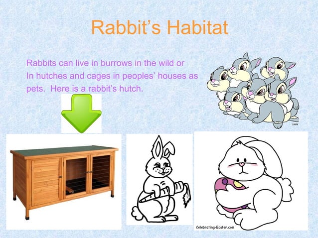 Rabbits | PPT
