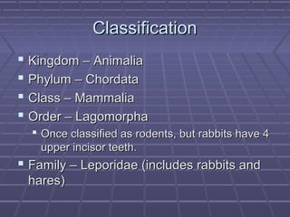 Rabbits | PPT