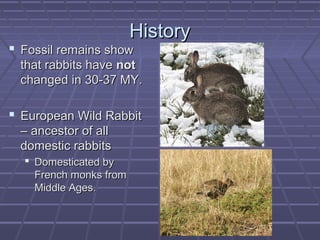 Rabbits | PPT