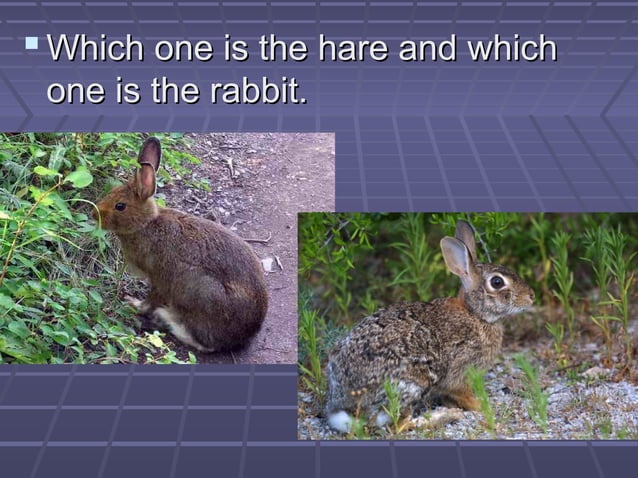 Rabbits | PPT | Parenting Babies and Toddlers | Parenting