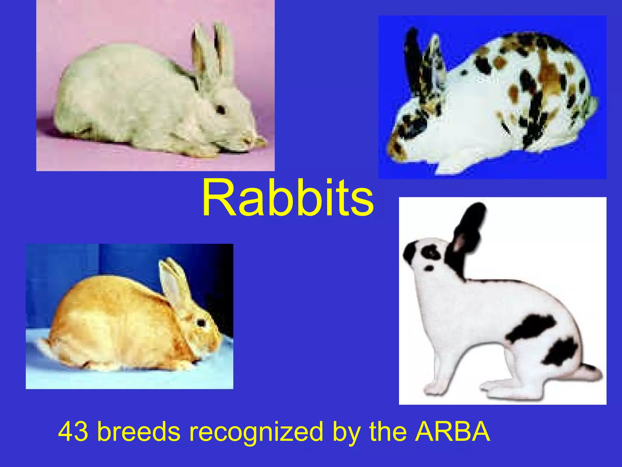 Rabbits | PPT