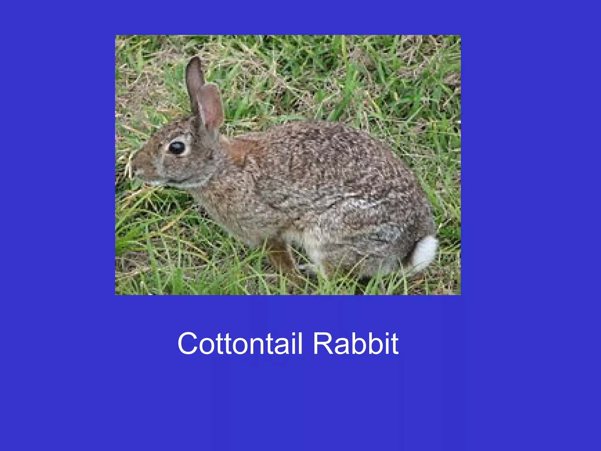 Rabbits | PPT