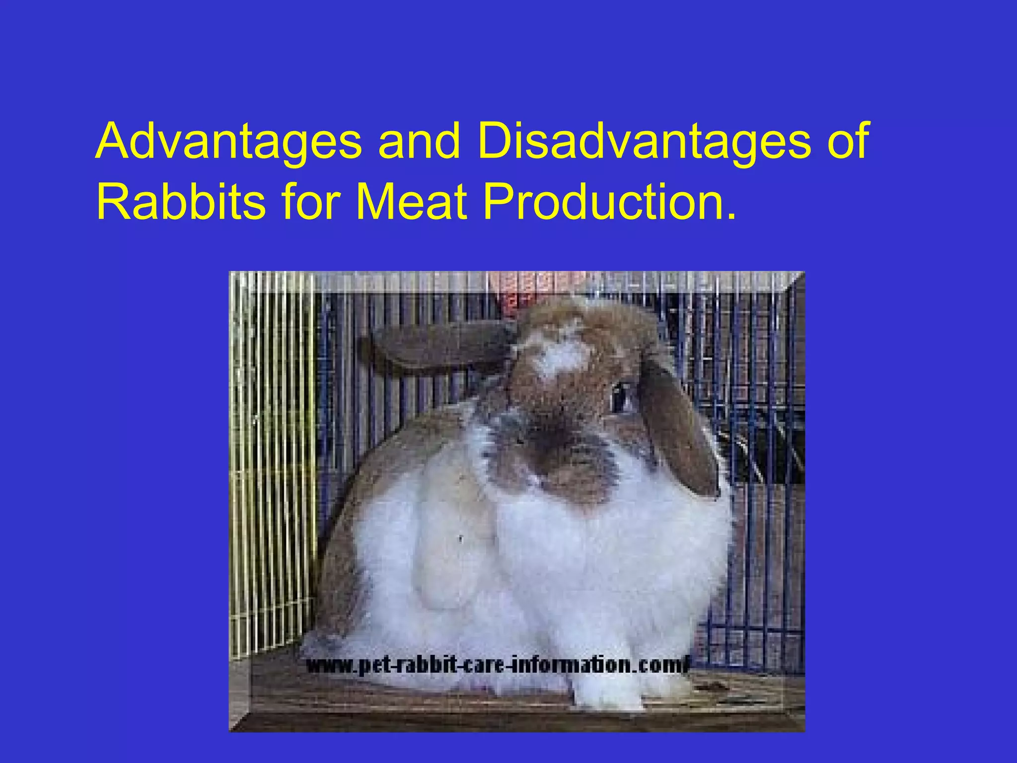 Rabbits | PPT