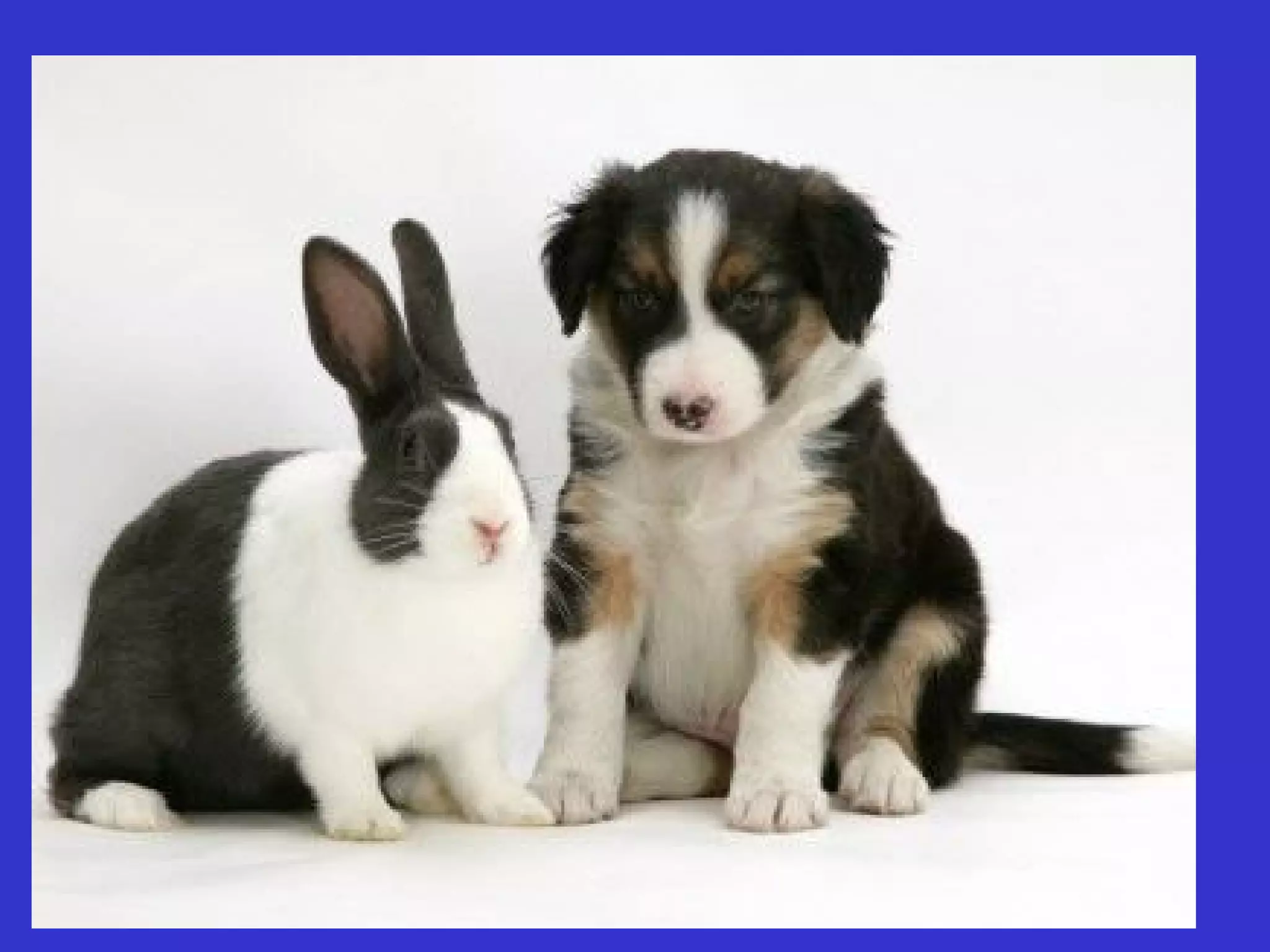 Rabbits | PPT