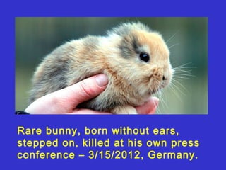 Earless Bunny Stepped On