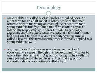 Rabbits | PPTX