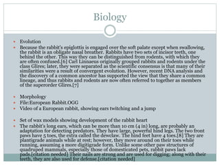 Rabbits | PPTX