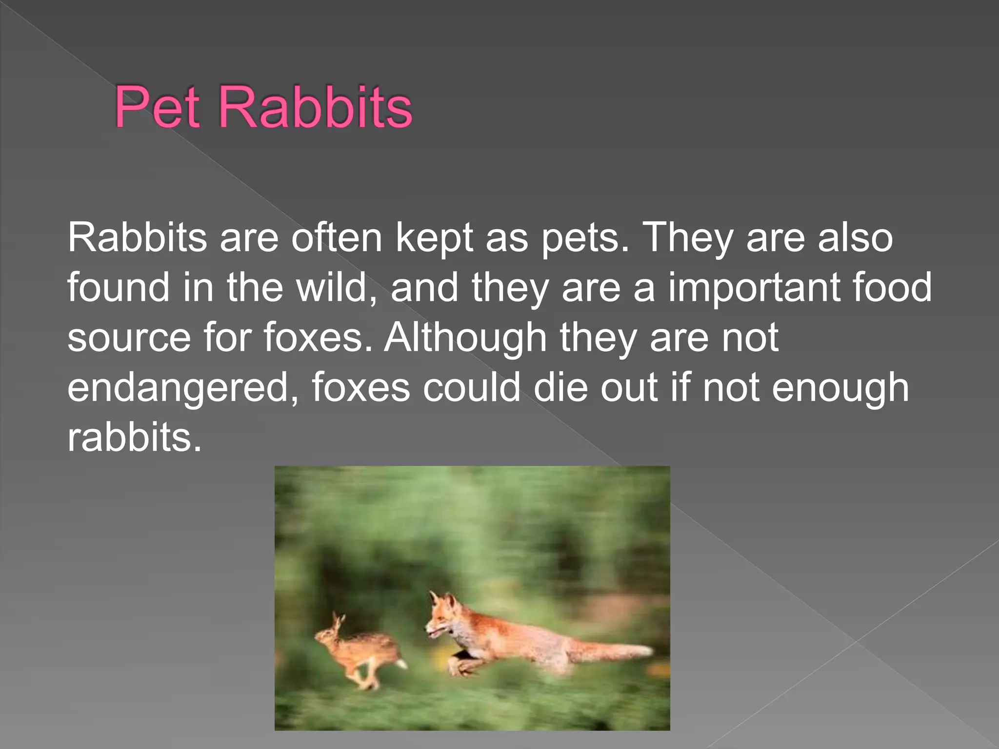 Rabbits | PPTX | Pets
