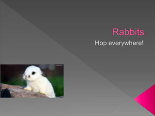 Rabbits | PPTX | Pets