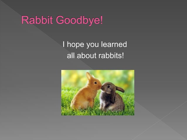 Rabbits | PPTX | Pets