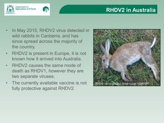 Rabbits Destructive Pests of Agriculture and the Environment | PDF