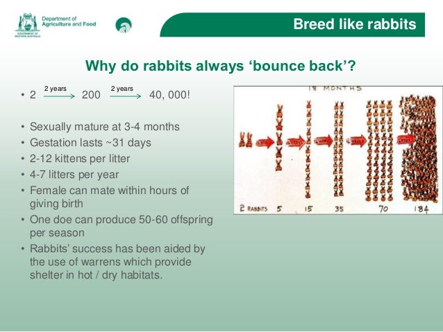Rabbits Destructive Pests of Agriculture and the Environment