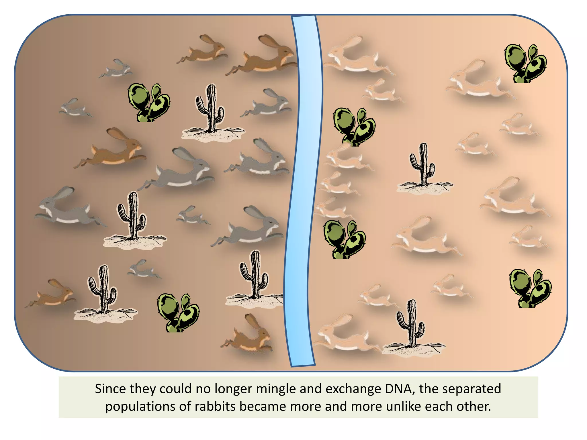 Rabbits an example of evolution 1 | PPTX