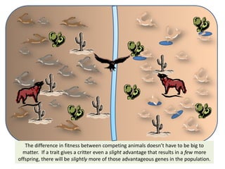 Rabbits an example of evolution 1 | PPTX