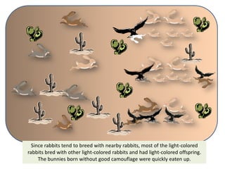 Natural Selection Examples In Animals