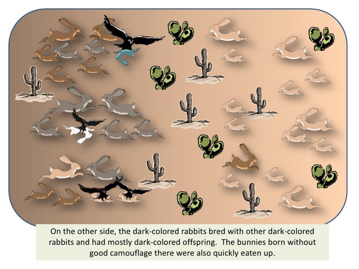 Rabbits an example of evolution 1