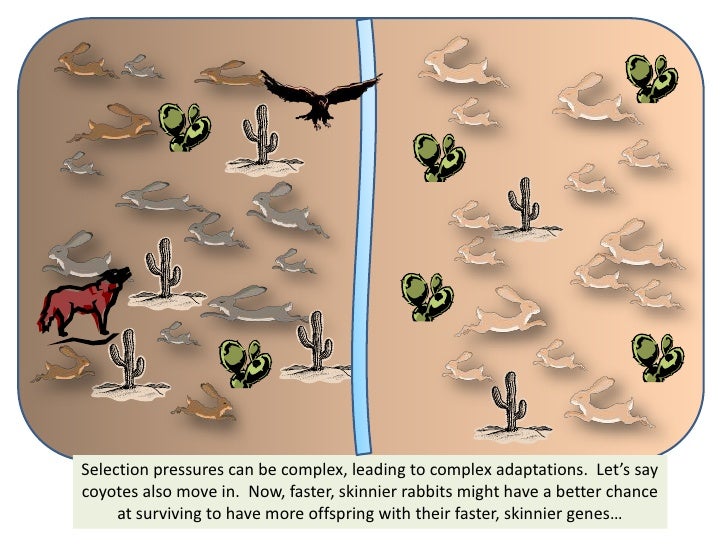 Rabbits an example of evolution 1
