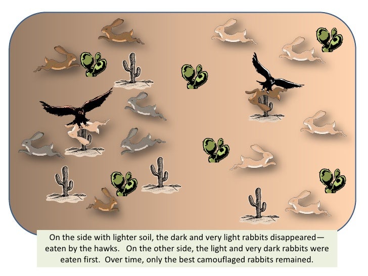 Rabbits an example of evolution 1