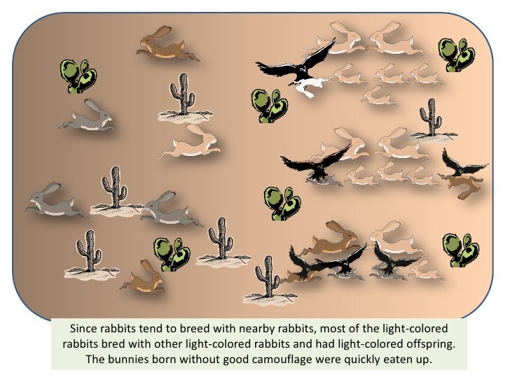Rabbits an example of evolution 1