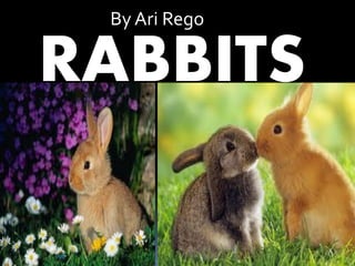 Rabbits by Ari | PDF
