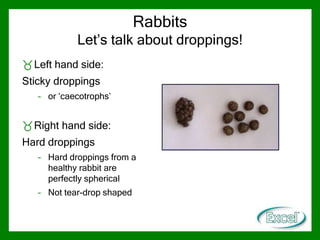 Rabbits - Fibrevores | PPTX