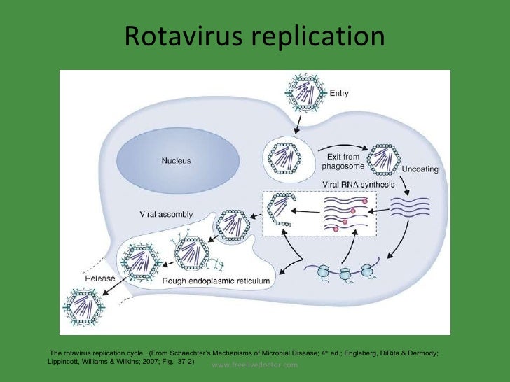 Rabdo Rota Virus