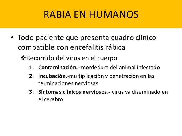 Rabia animal y humana