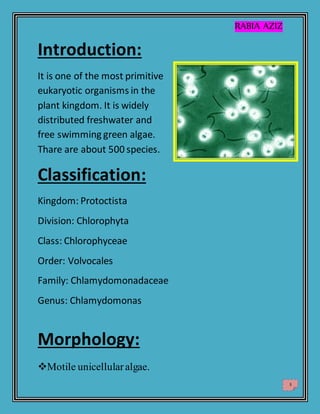 Chlamydomonas Slide Labeled