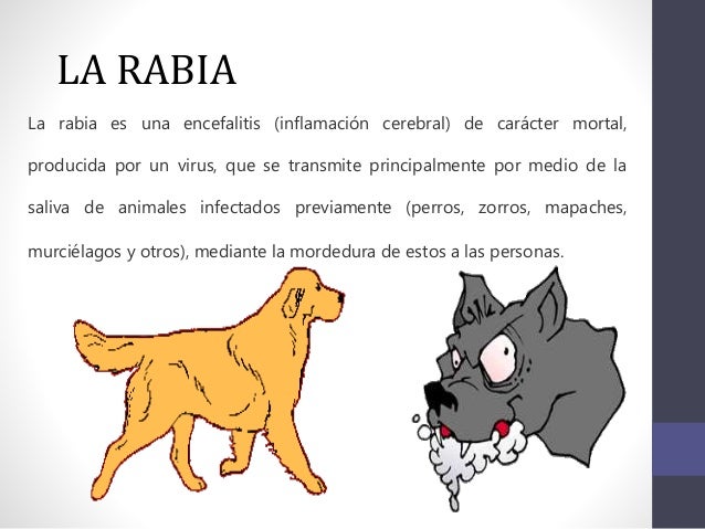 Rabia canina
