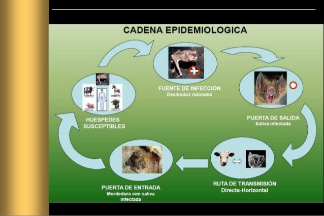 Rabia paralitica bovina