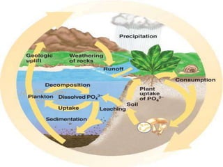 Biogeochemical cycle Phosphorus cycle | PPTX