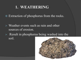 Biogeochemical cycle Phosphorus cycle | PPTX