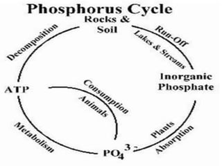 Biogeochemical Cycle Of Phosphorus