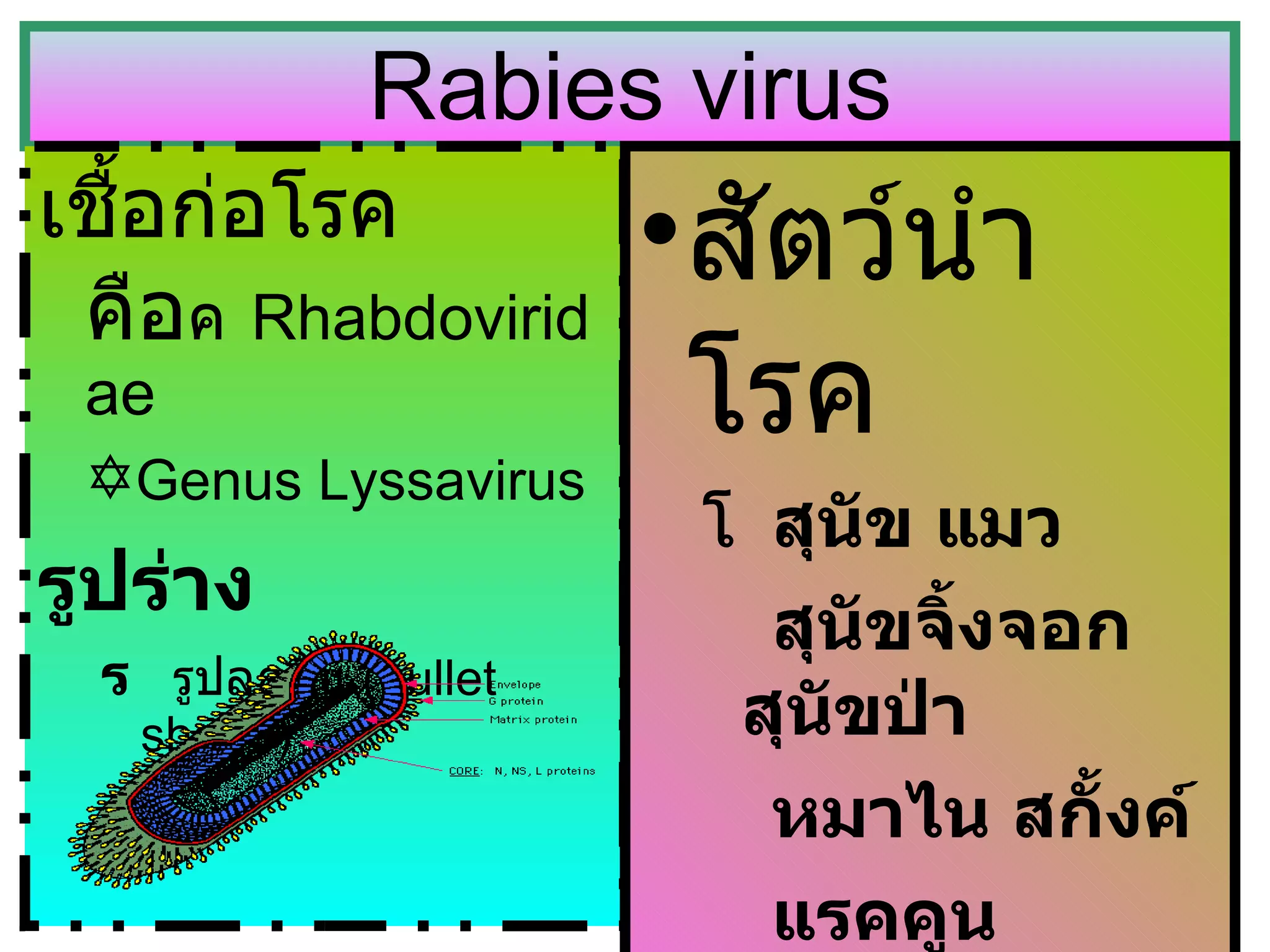 Rabies | PPT